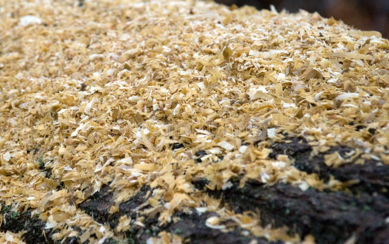 Sawdust on a Felled Tree stock image. Image of yellow - 8743675