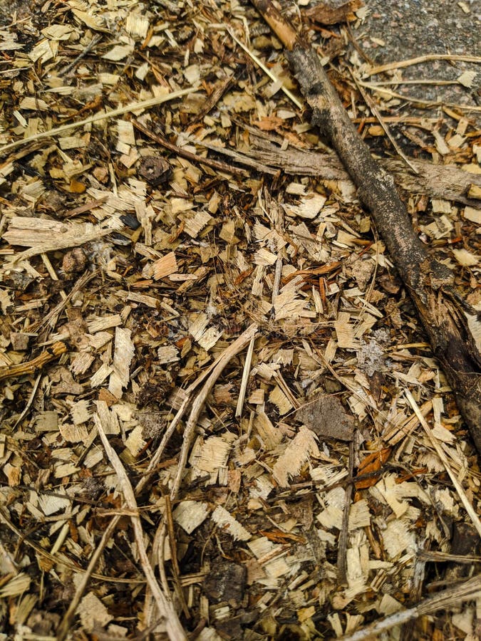Sawdust on the ground stock photo. Image of flower, trunk - 189116168