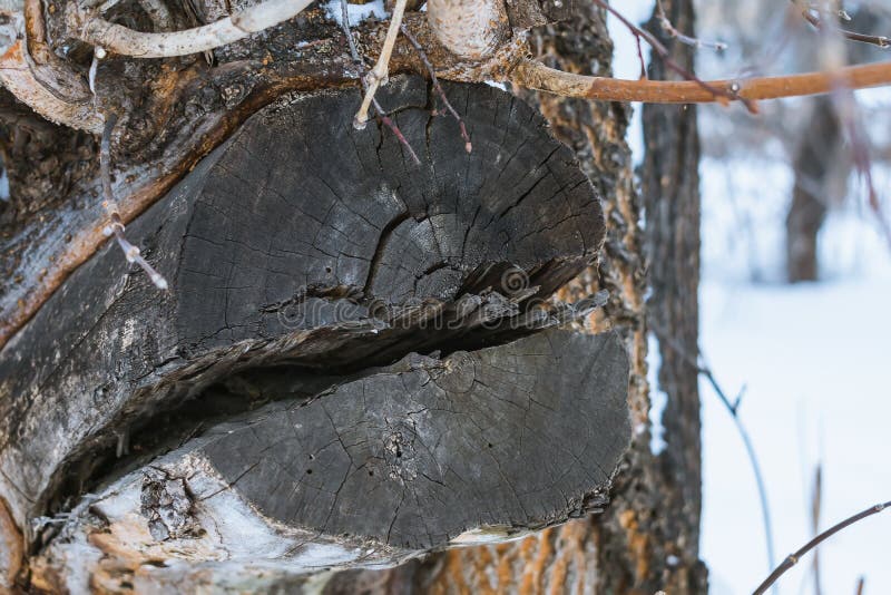 Split Stump of an Old Tree in the Forest Close Up in Winter Stock Photo ...