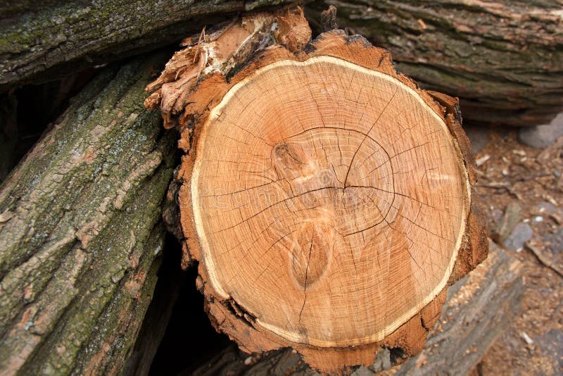 Sawed Down the Acacia Tree with Annual Circles, Harvesting Firewood ...