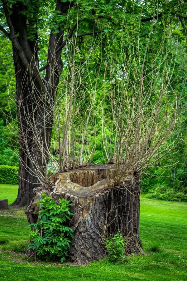 Sawed Dry Dead Old Tree Trunk with Hollow Stock Image - Image of green ...