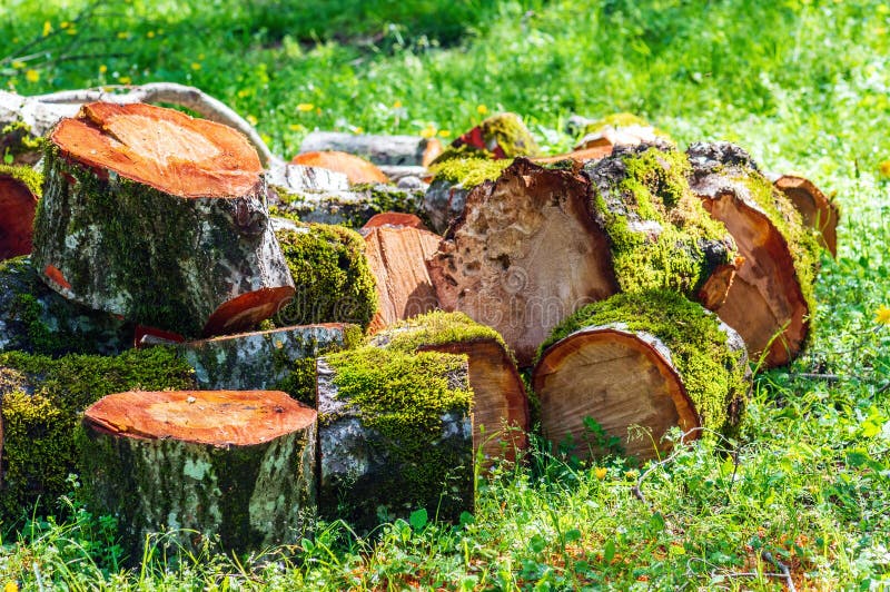 Sawed Firewood in the Forest on Green Grass Stock Image - Image of ...