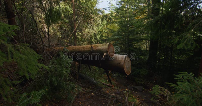 Sawed Log Obstructing a Forest Path. Forestry and Conservation Concept ...