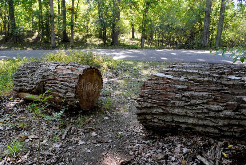 Sawed logs stock photo. Image of lying, leaves, road - 45244814