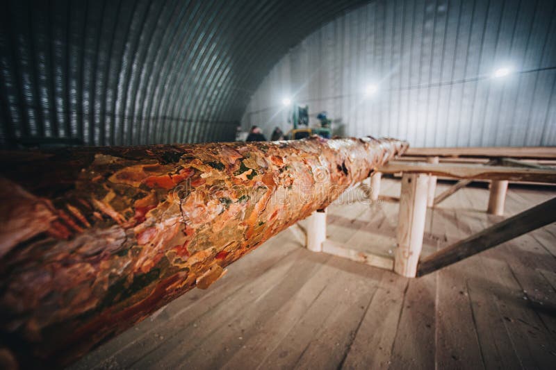 Sawed Oak Tree Trunk. Cross Section of the Timber Stock Image - Image ...