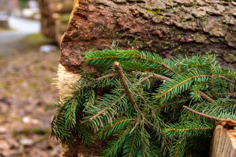 Sawed Off Fir Tree with Branches Stock Image - Image of branches ...