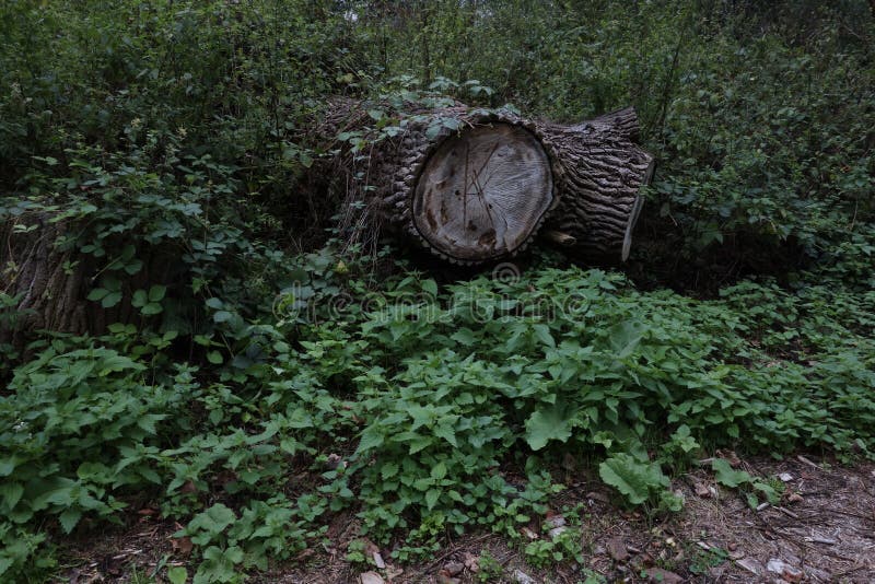 Sawed Off Tree Stump on the Side of the Road. Stock Image - Image of ...