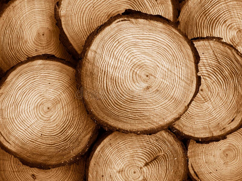 Sawed pine wood stock photo. Image of rough, wood, tree - 23426256