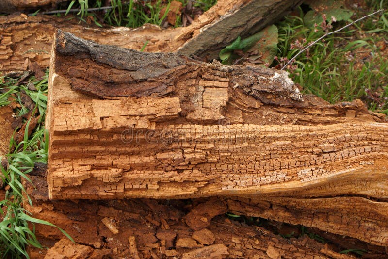 Sawed rotten tree trunk stock image. Image of rustic - 53666315
