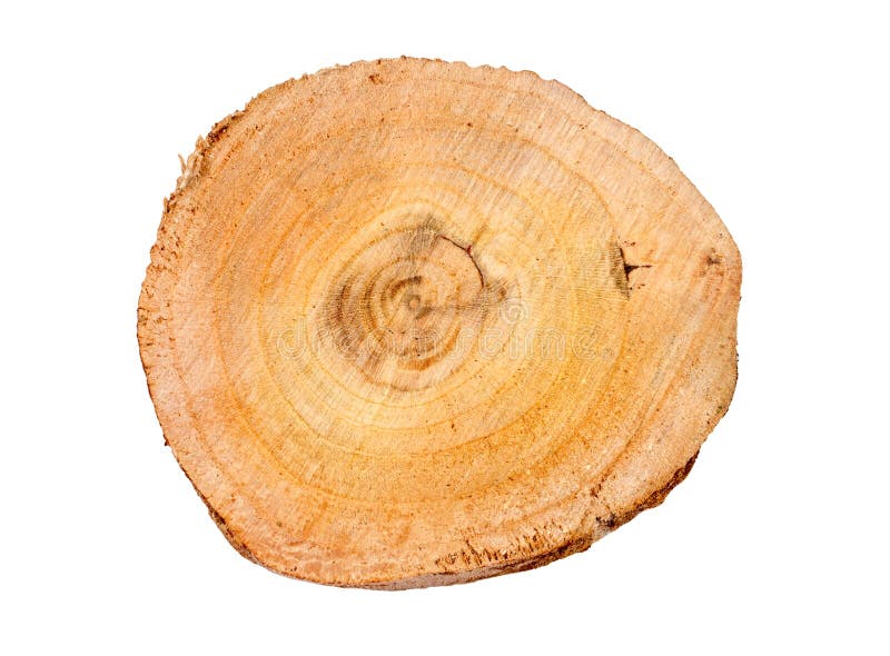 906 Thin Log Stock Photos - Free & Royalty-Free Stock Photos from ...