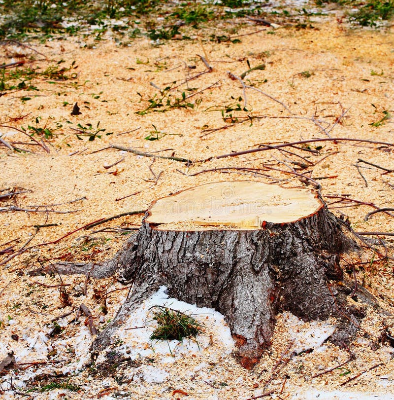 Sawed tree stock image. Image of fresh, industry, termination - 23696777