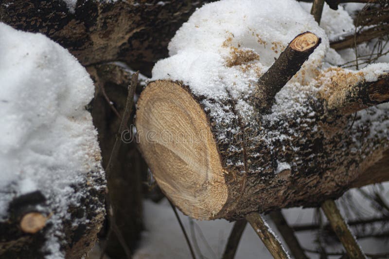 He Sawed a Tree in the Forest. Stock Image - Image of sawn, protection ...