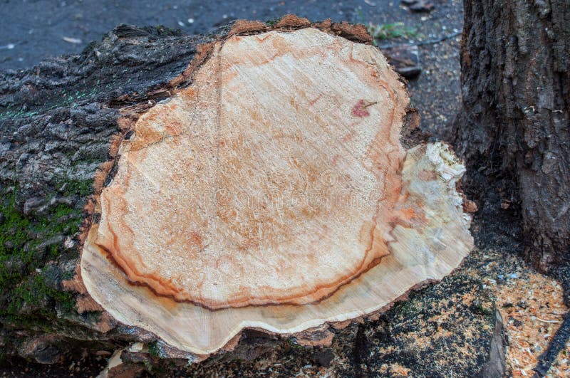 A Sawed Tree with a Rough Bark and Annual Rings Stock Photo - Image of ...