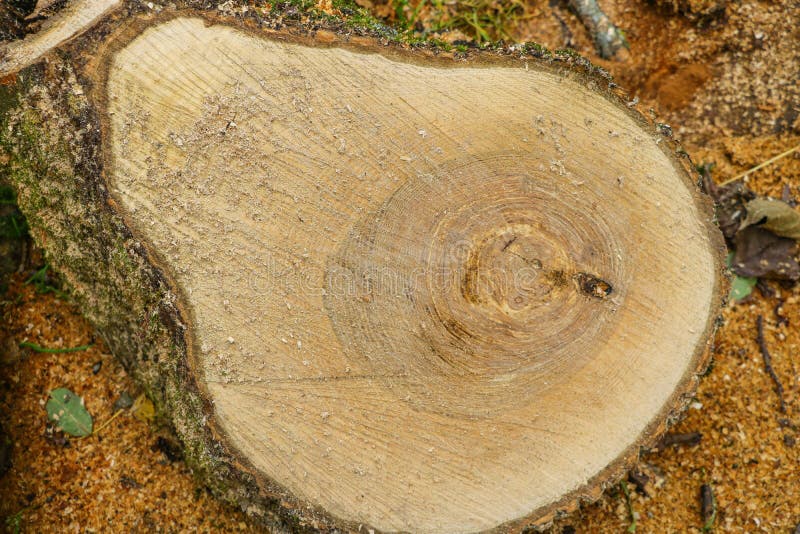 Sawed Tree in Section. Harvesting Wood for Heating Stock Photo - Image ...