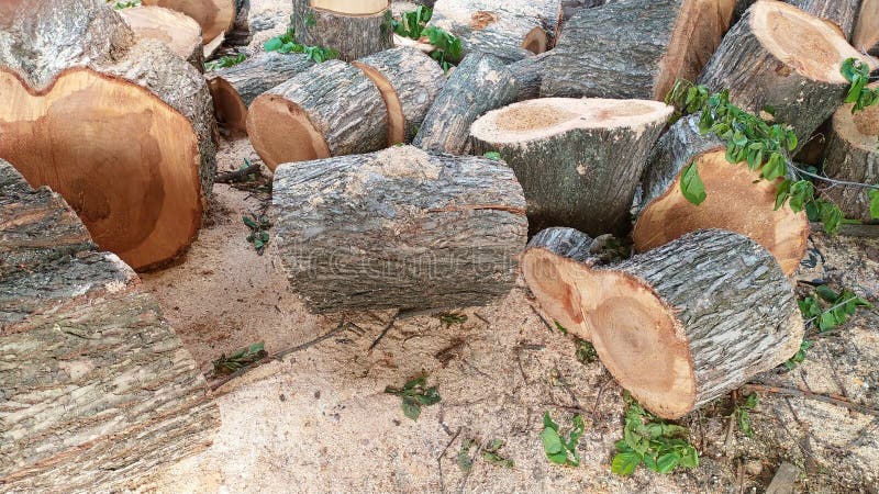 Sawed Tree into Several Small Bars with a Hand Saw Stock Image - Image ...