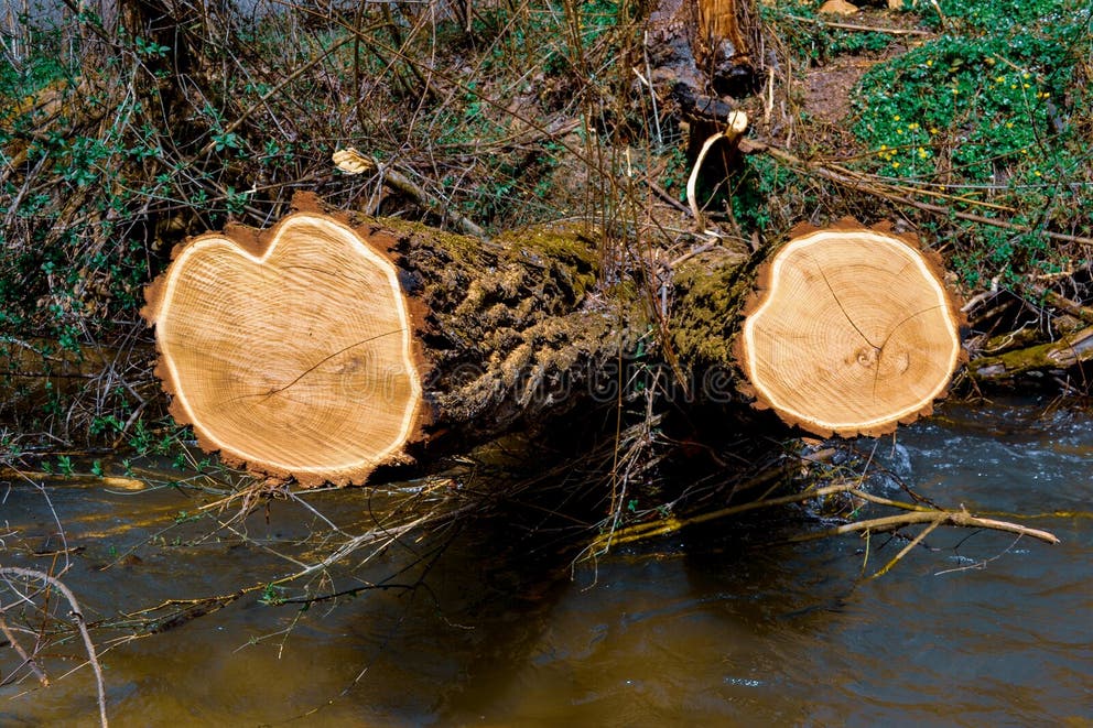 Cut acacia stump stock photo. Image of sawed, circle - 313297496
