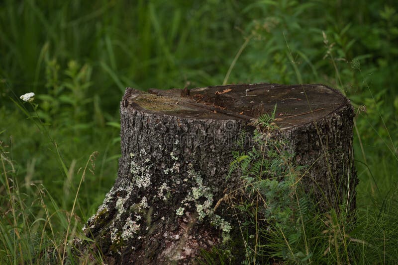 Sawed Tree Stump Surrounded by Vegetation Stock Photo - Image of bark ...