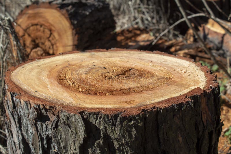 Sawed Tree Trunk, Clearing the Forest from Old Trees, Sanitary Felling ...
