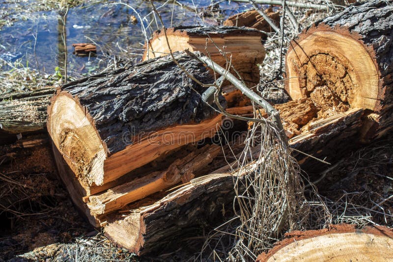 Sawed Tree Trunk, Clearing the Forest from Old Trees, Sanitary Felling ...