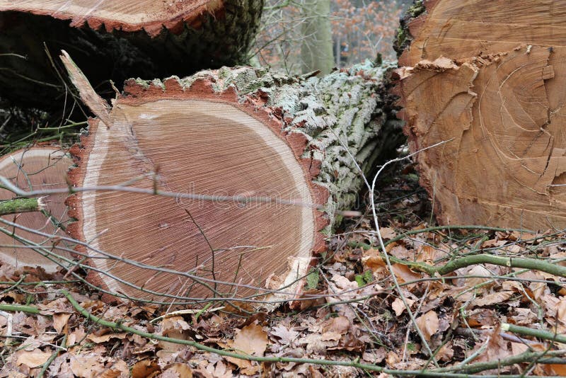 Sawed tree trunk oak wood stock image. Image of sawed - 50577455