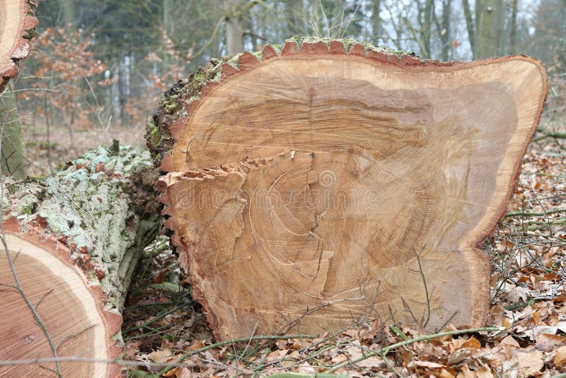 Sawed tree trunk oak wood stock image. Image of biology - 50577471