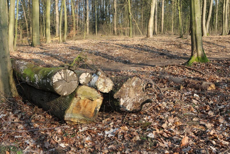 Sawed tree trunk wood stock image. Image of cross, forest - 50578545