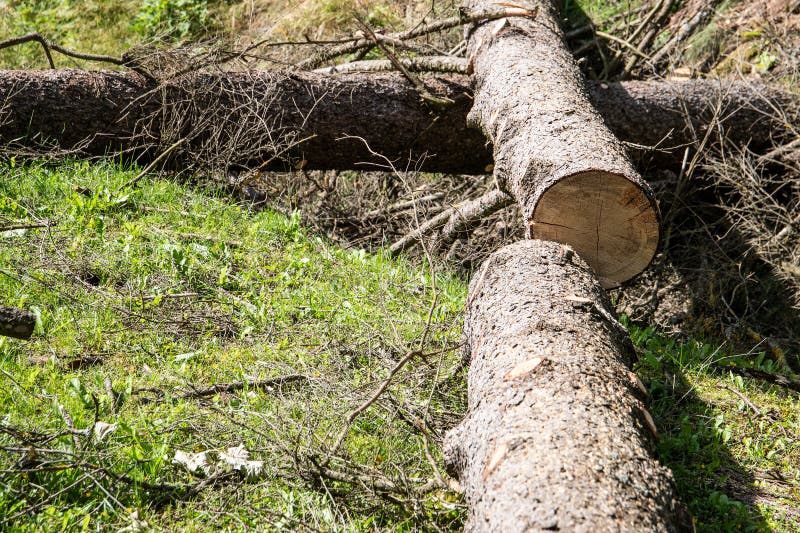 Sawed Trunk of Tree on the Ground, Wood in Cross Section Stock Image ...