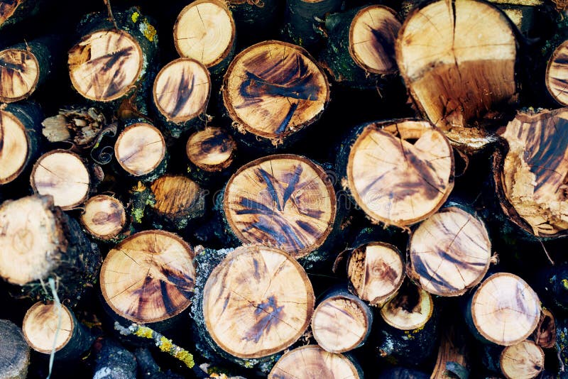 Sawed Wood Profile. Isolated Stock Photo - Image of industrial ...