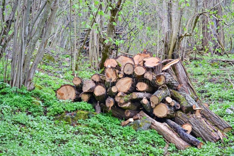 Sawed wooden chunks stock image. Image of heap, chump - 55403229