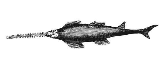 Sawfish ilustración del vector. Ilustración de animal - 45685961