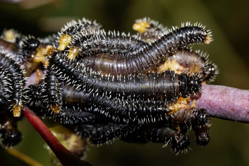 Sawfly larvae stock photo. Image of sawfly, spitfire - 219481282