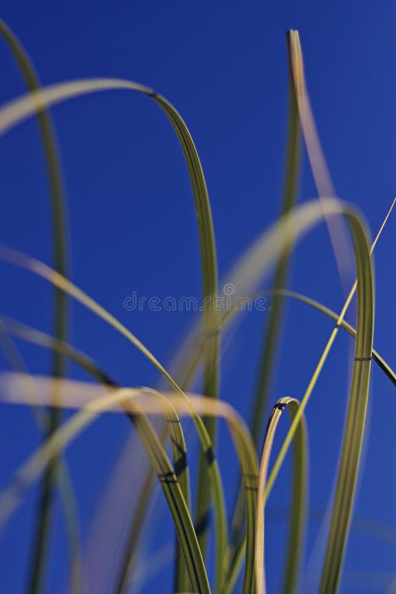 Sawgrass imagen de archivo. Imagen de verde, verano, bailando - 48504485