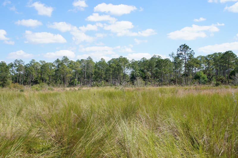 Swamp sawgrass stock photo. Image of sedge, rush, twig - 138742262
