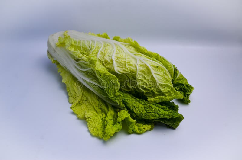 Sawi Putih or Chicory Isolated in White Stock Photo - Image of putih ...