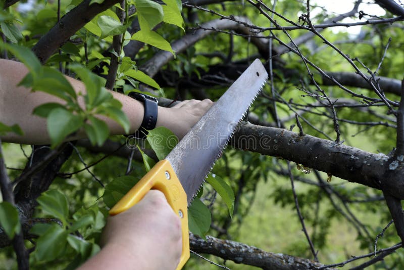 Sawing Branches in the Garden. a Worker& X27;s Hand and a Saw Stock ...