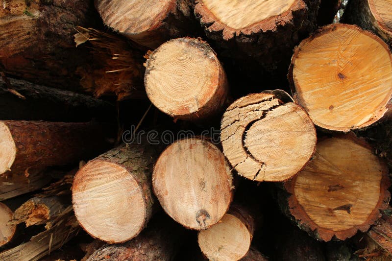 Sawing Down Pine Trees Close Up Background Natural Wood Construction ...