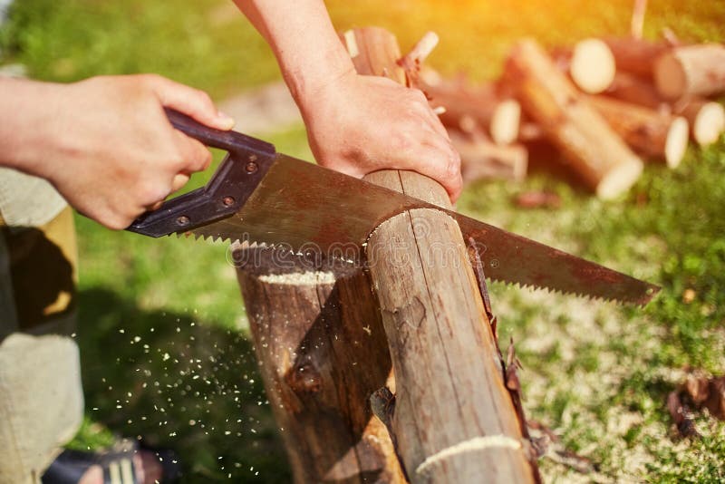 Sawing Dry Logs for Firewood with a Hand Saw Stock Photo - Image of ...