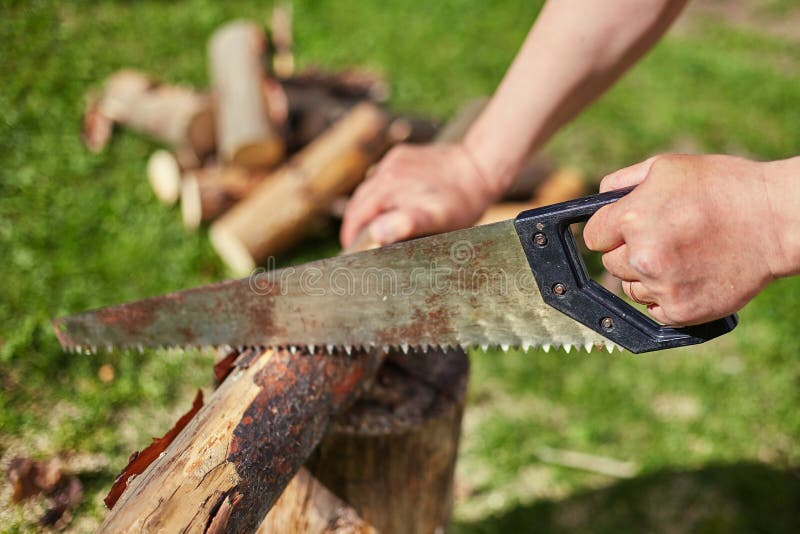 Sawing Dry Logs for Firewood with a Hand Saw Stock Photo - Image of ...