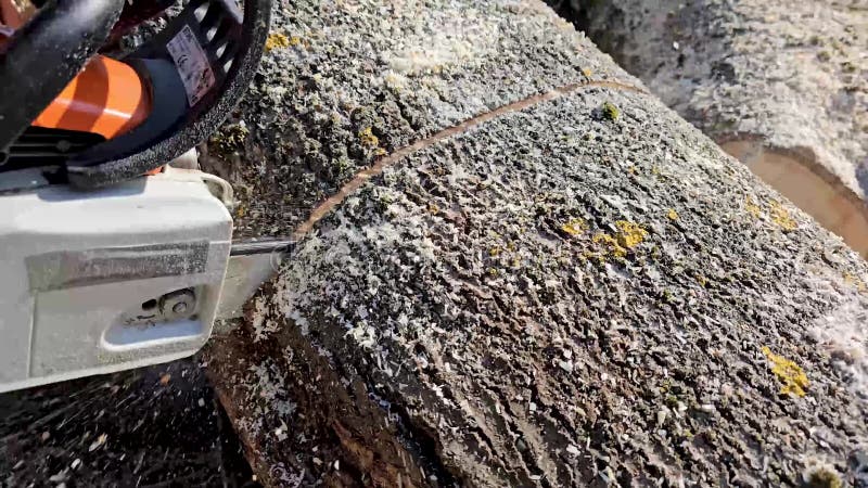 Sawing a Large Log of a Tree with a Chainsaw in the Forest. Close-up ...