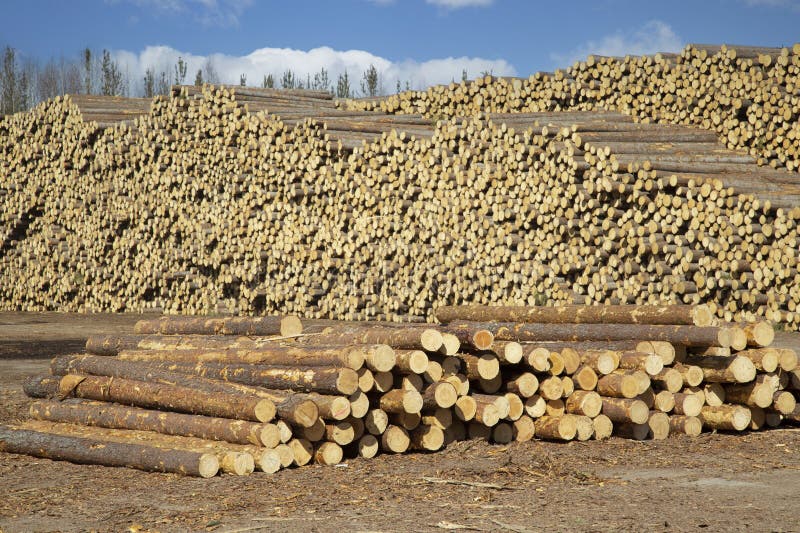 Sawing Logs into Boards.Timber Products Warehouse on a Specialized Site ...