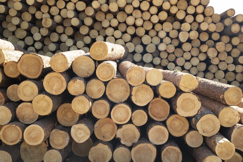 Sawing Logs into Boards.Timber Products Warehouse on a Specialized Site ...