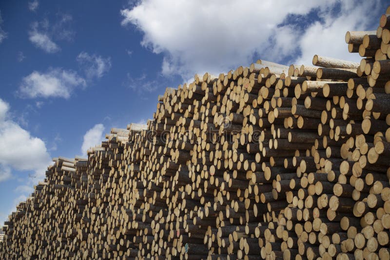 Sawing Logs into Boards.Timber Products Warehouse on a Specialized Site ...