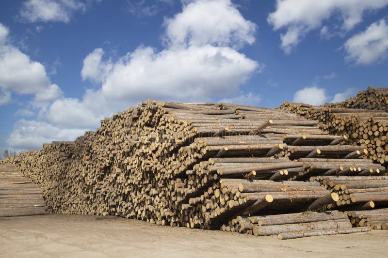 Sawing Logs into Boards.Timber Products Warehouse on a Specialized Site ...
