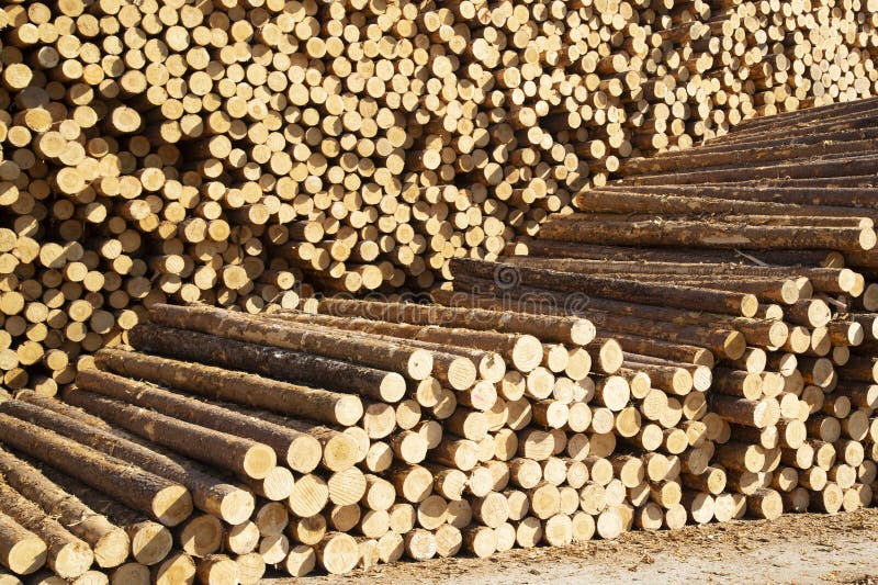 Sawing Logs into Boards.Timber Products Warehouse on a Specialized Site ...