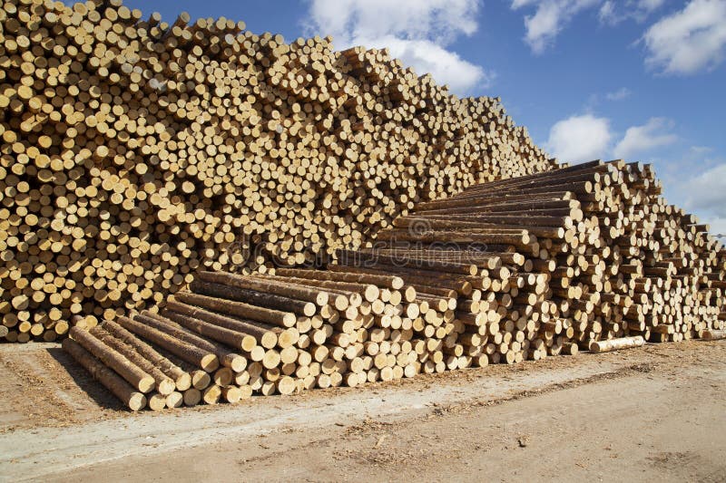 Sawing Logs into Boards.Timber Products Warehouse on a Specialized Site ...