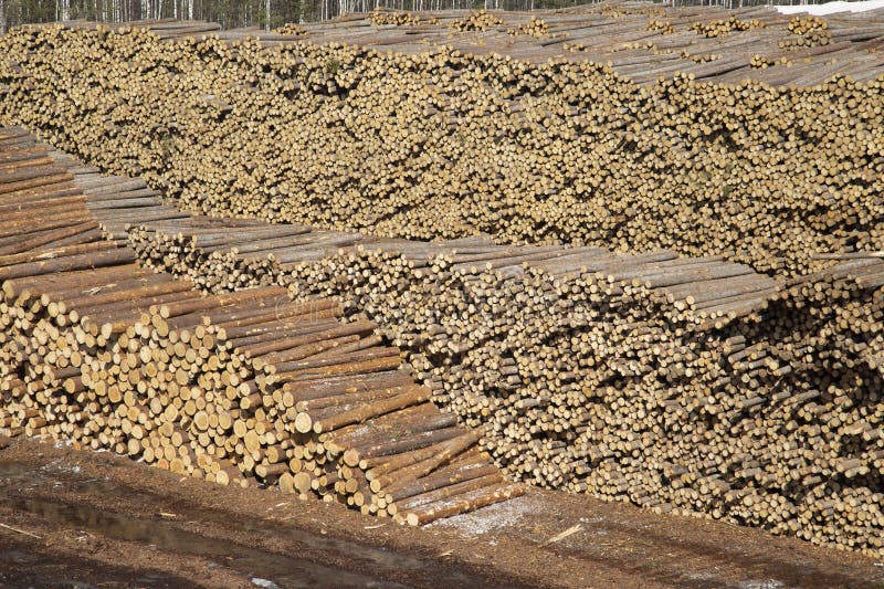 Sawing Logs into Boards.Timber Products Warehouse on a Specialized Site ...