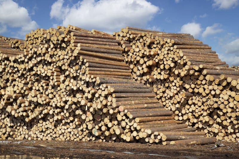 Sawing Logs into Boards.Timber Products Warehouse on a Specialized Site ...