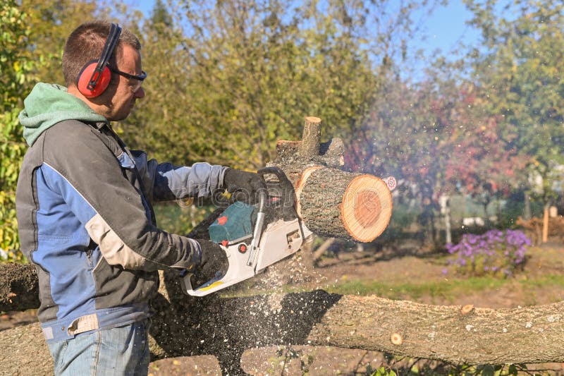 Sawing a Thick Tree with a Chainsaw. Splinters are Flying. Stock Image ...