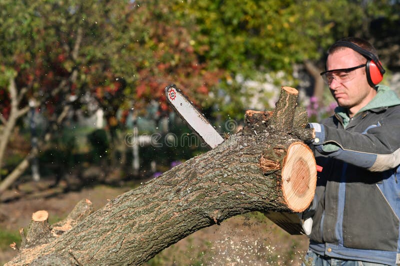 Sawing a Tree with a Chainsaw. a Man is Working with a Chainsaw in ...
