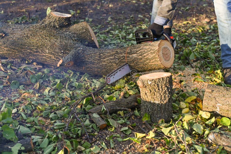 Sawing a Tree in the Garden with a Chainsaw. Stock Image - Image of ...